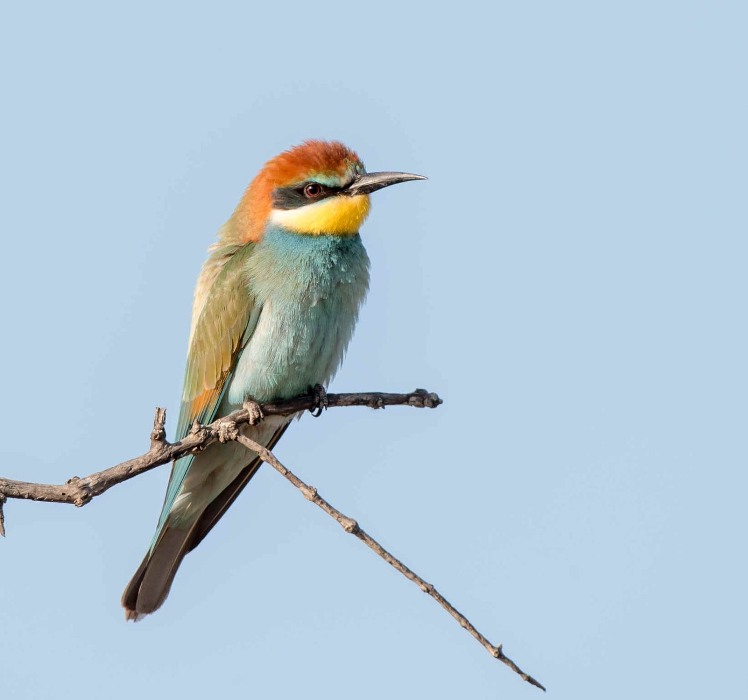 Species Spotlight: The Bee-eaters of Sri Lanka - 10,000 Birds