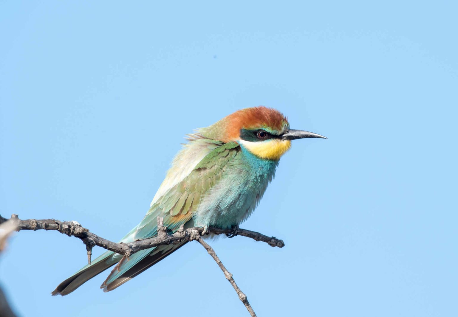 Species Spotlight: The Bee-eaters of Sri Lanka - 10,000 Birds