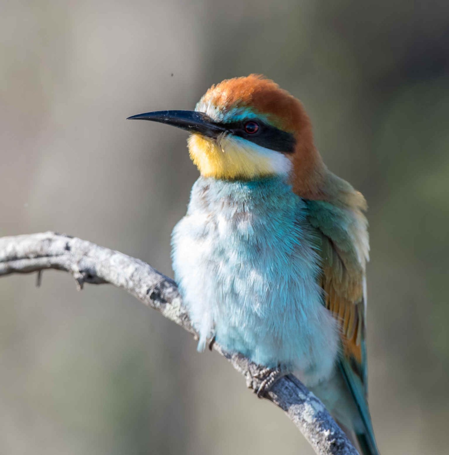Species Spotlight: The Bee-eaters of Sri Lanka - 10,000 Birds