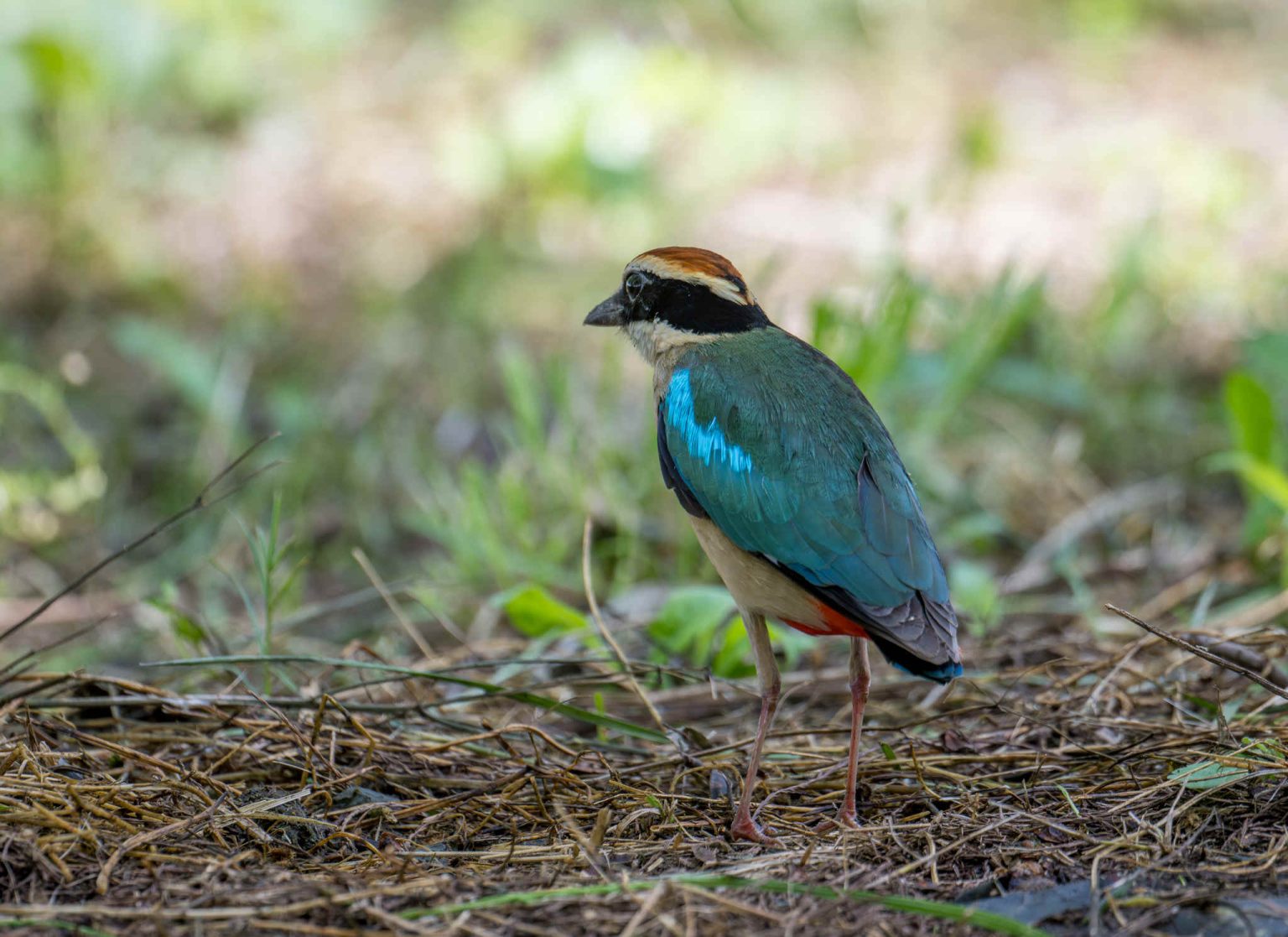 Species Spotlight: Fairy Pitta - 10,000 Birds