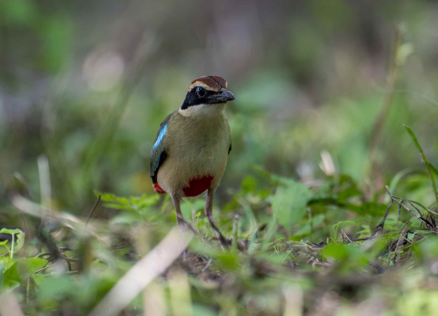 Species Spotlight: Fairy Pitta - 10,000 Birds