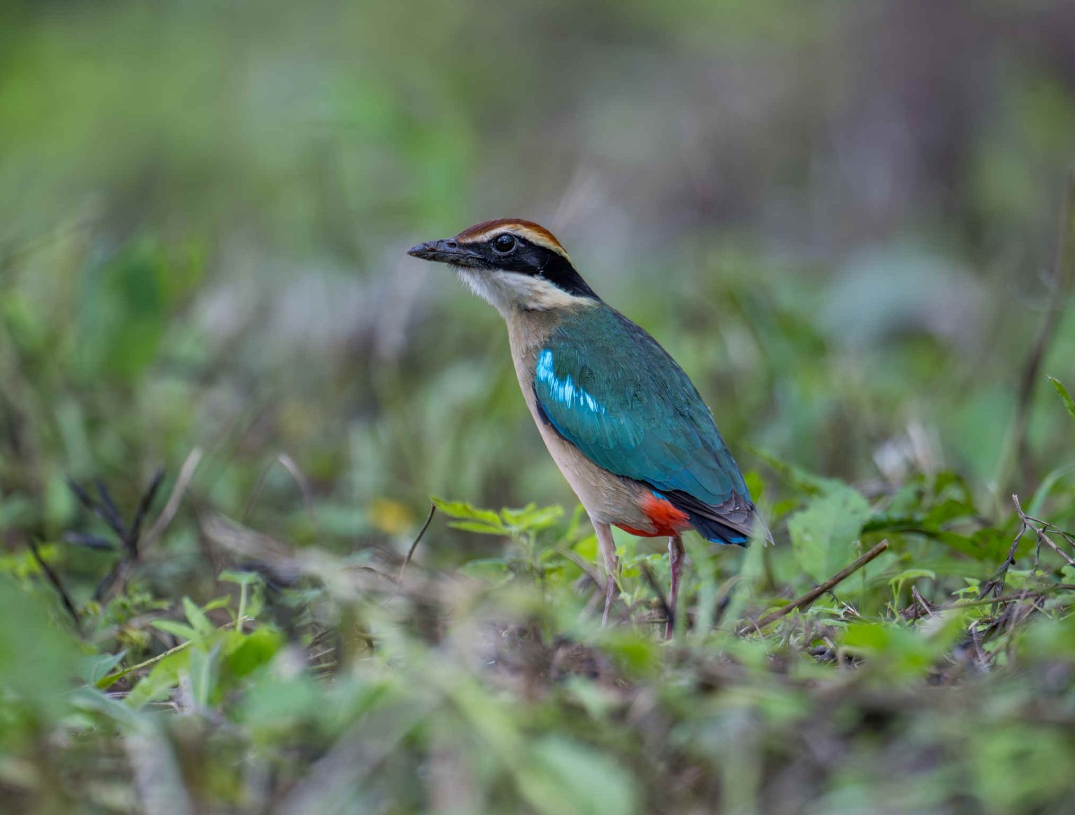 Species Spotlight: Fairy Pitta - 10,000 Birds