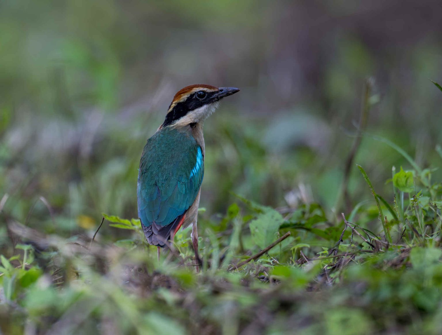 Species Spotlight: Fairy Pitta - 10,000 Birds