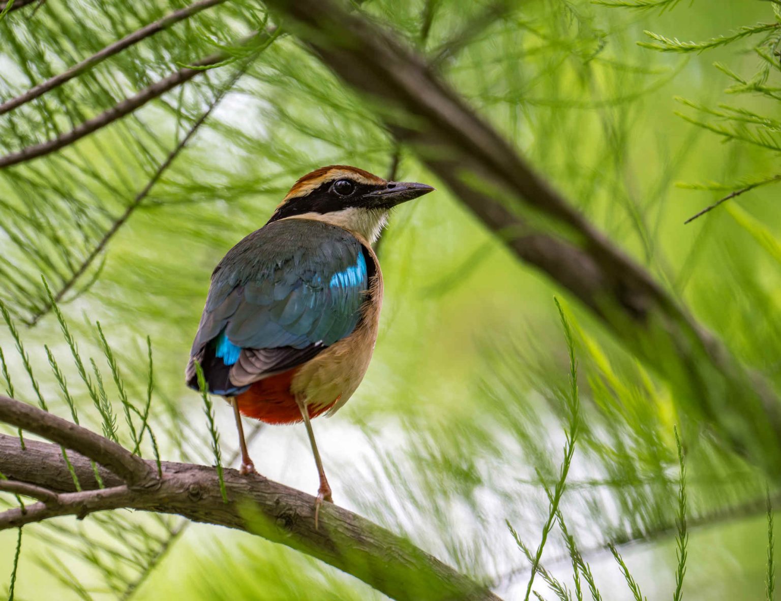 Species Spotlight: Fairy Pitta - 10,000 Birds