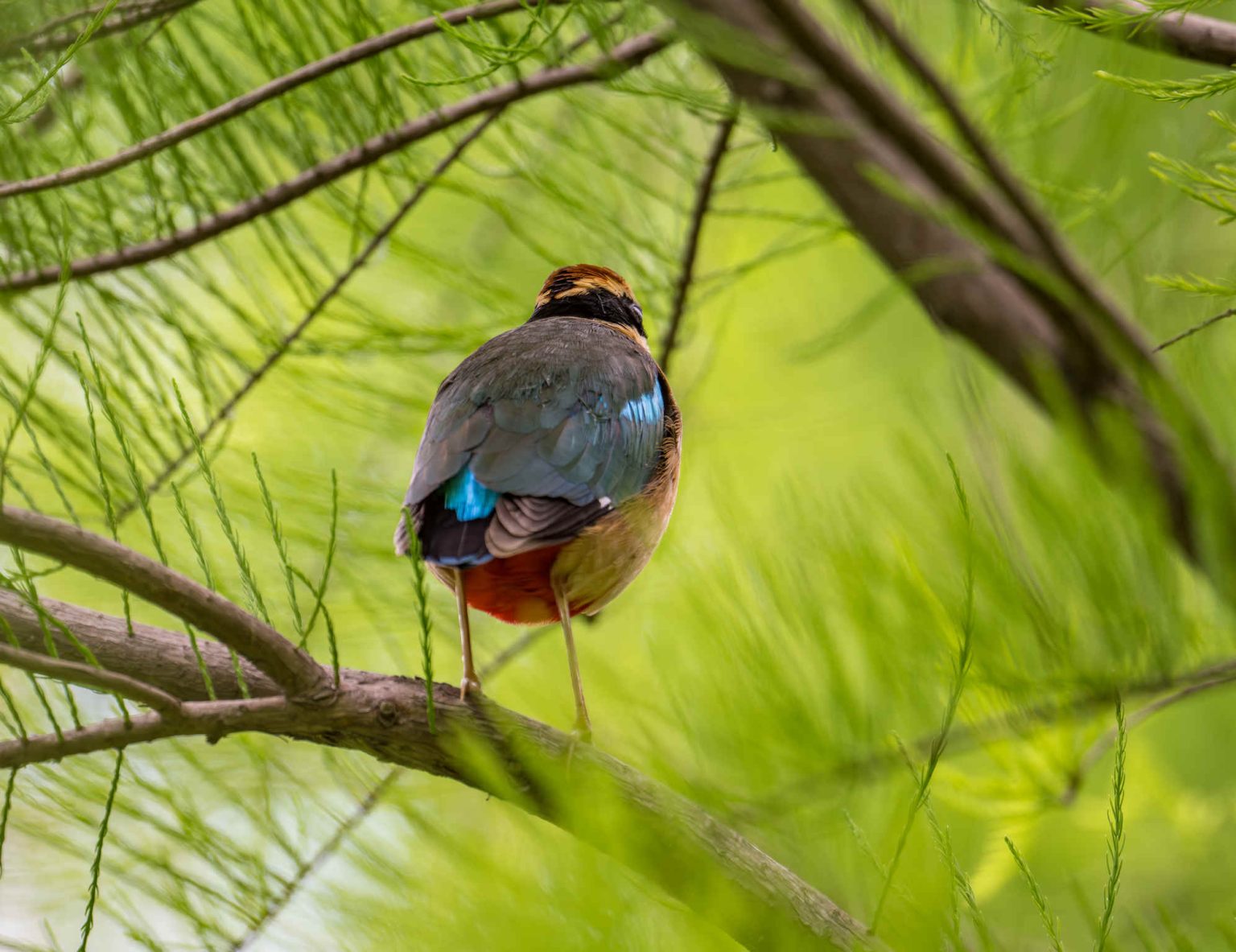 Species Spotlight: Fairy Pitta - 10,000 Birds