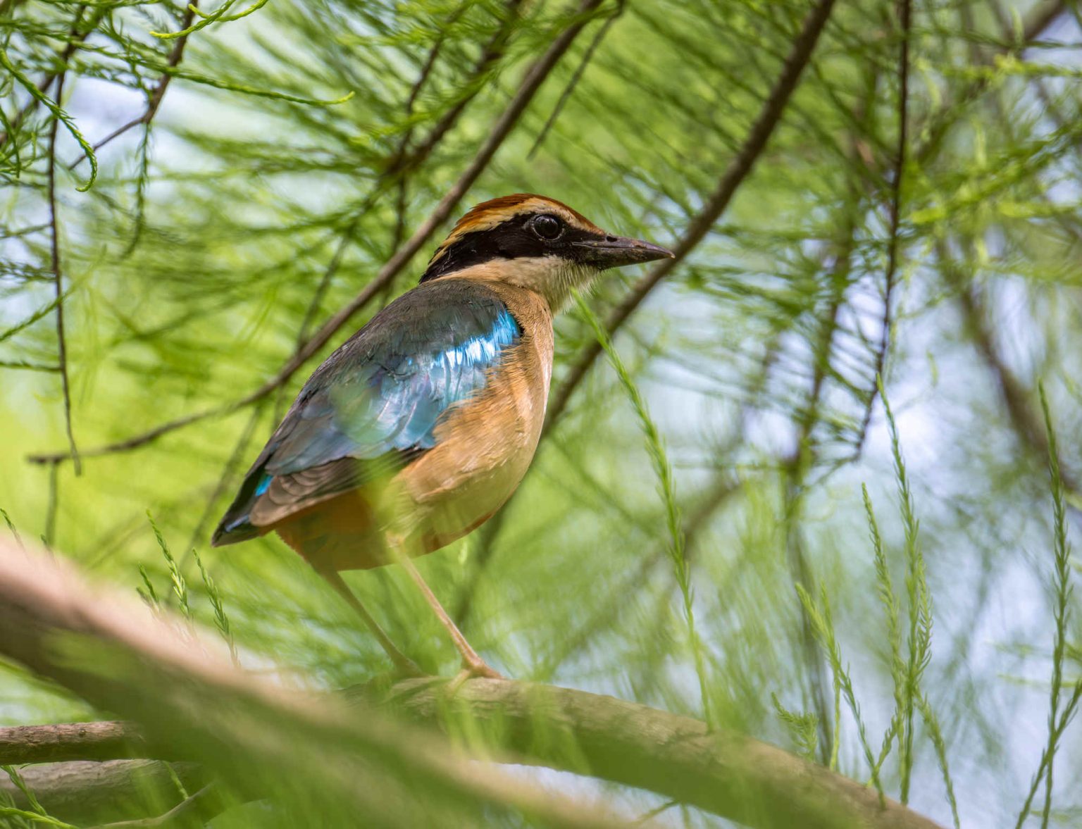 Species Spotlight: Fairy Pitta - 10,000 Birds