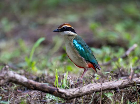 Species Spotlight: Fairy Pitta - 10,000 Birds