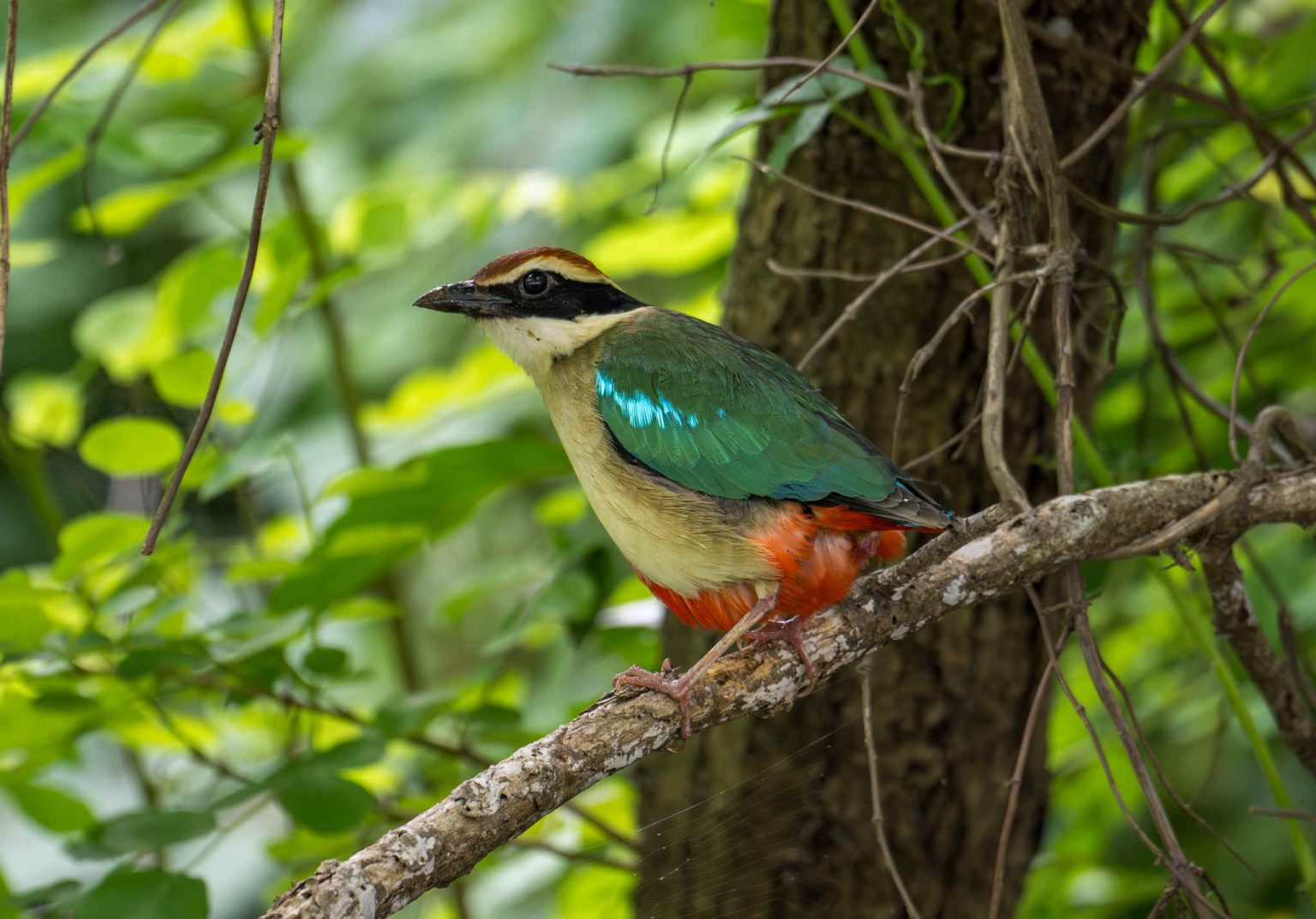 Species Spotlight: Fairy Pitta - 10,000 Birds