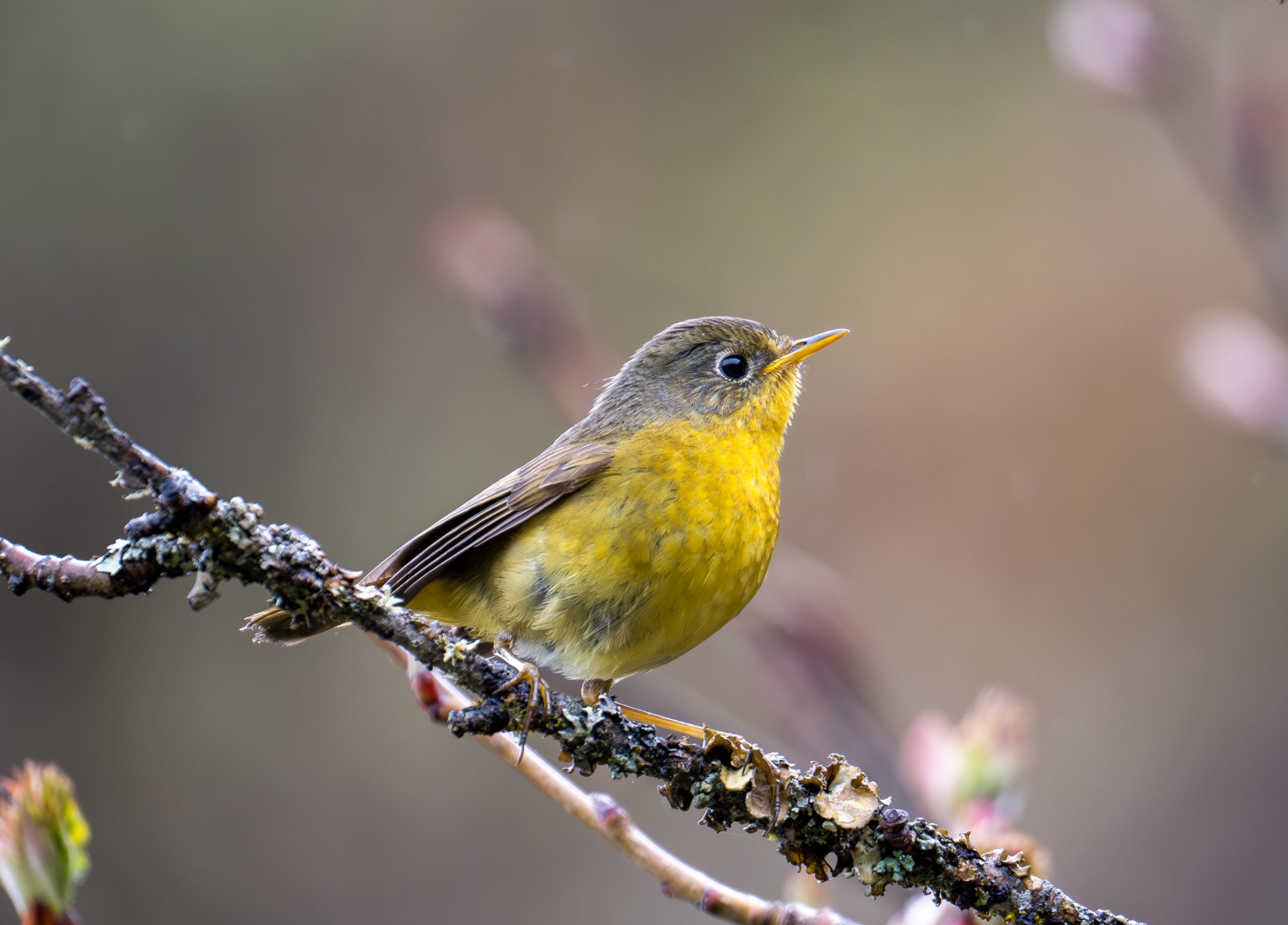 Birding Kangding and Wenchuan, Sichuan, China - 10,000 Birds