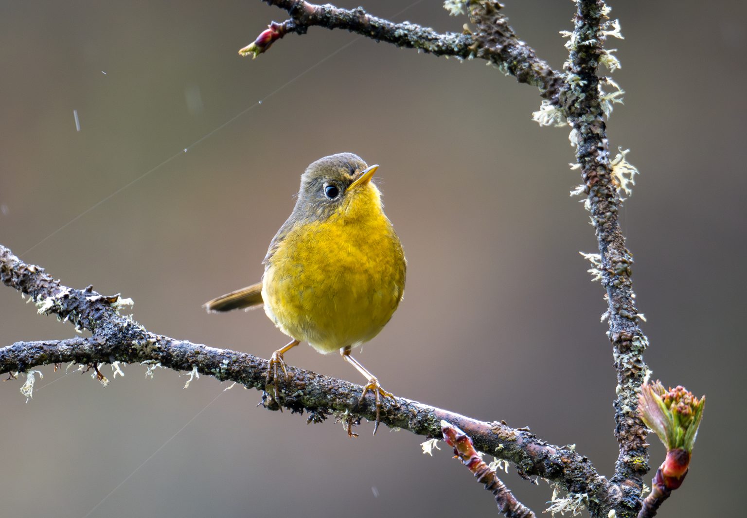 Birding Kangding and Wenchuan, Sichuan, China - 10,000 Birds