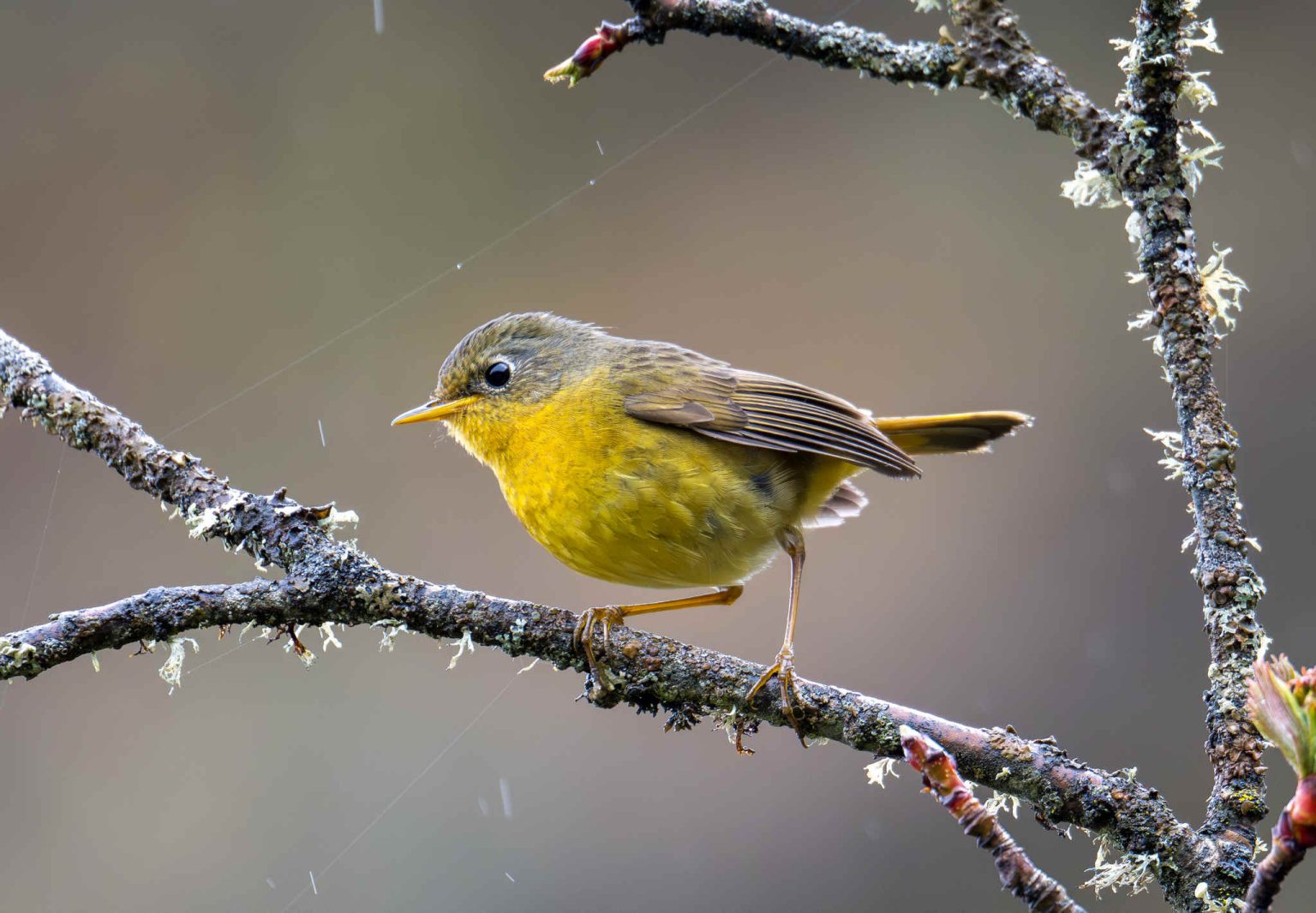 Birding Kangding and Wenchuan, Sichuan, China - 10,000 Birds