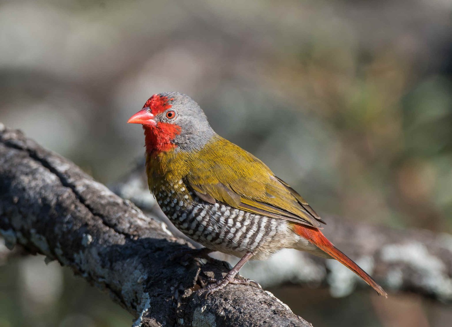 Three Photos: Winged Creatures - 10,000 Birds