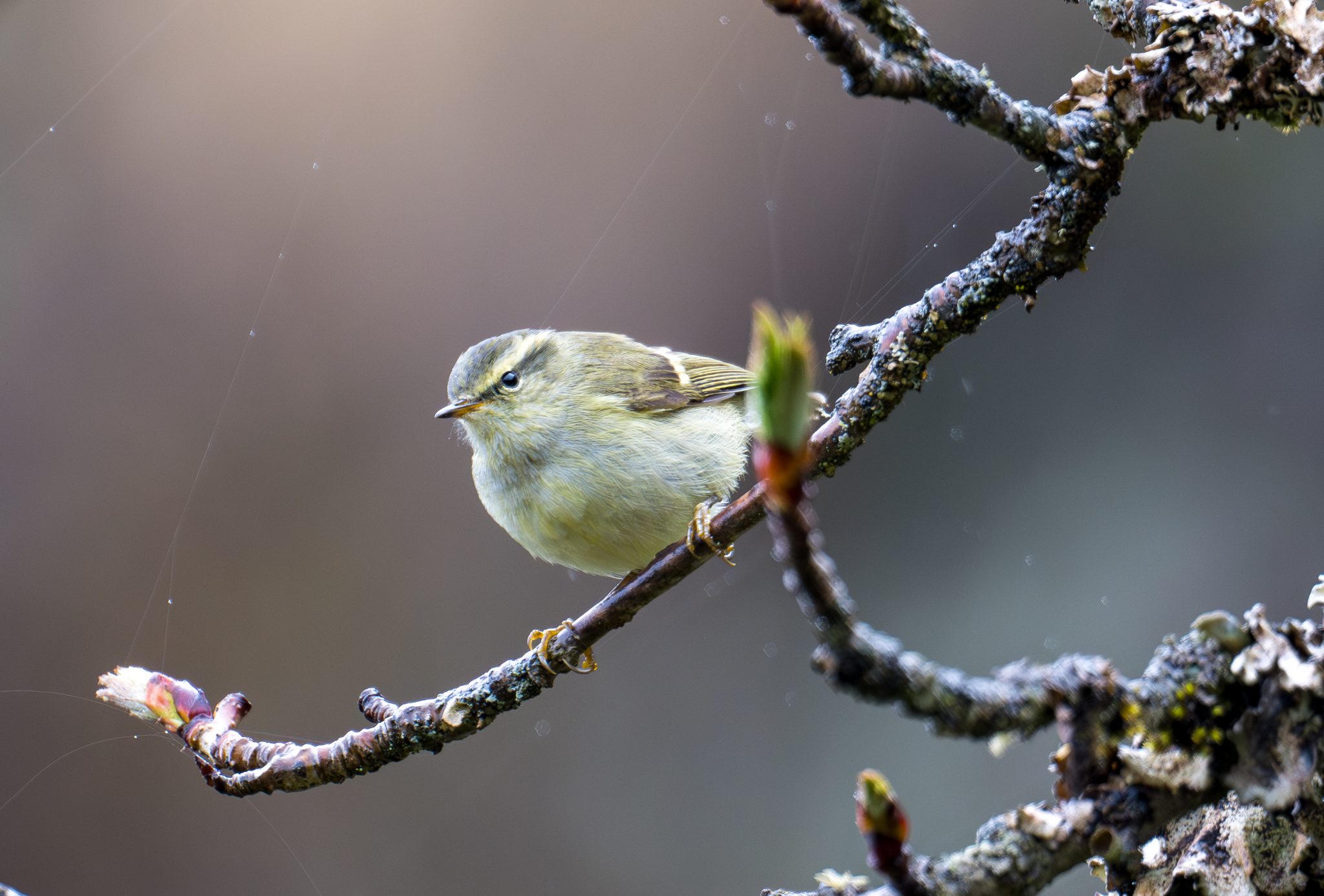 Birding Kangding and Wenchuan, Sichuan, China - 10,000 Birds