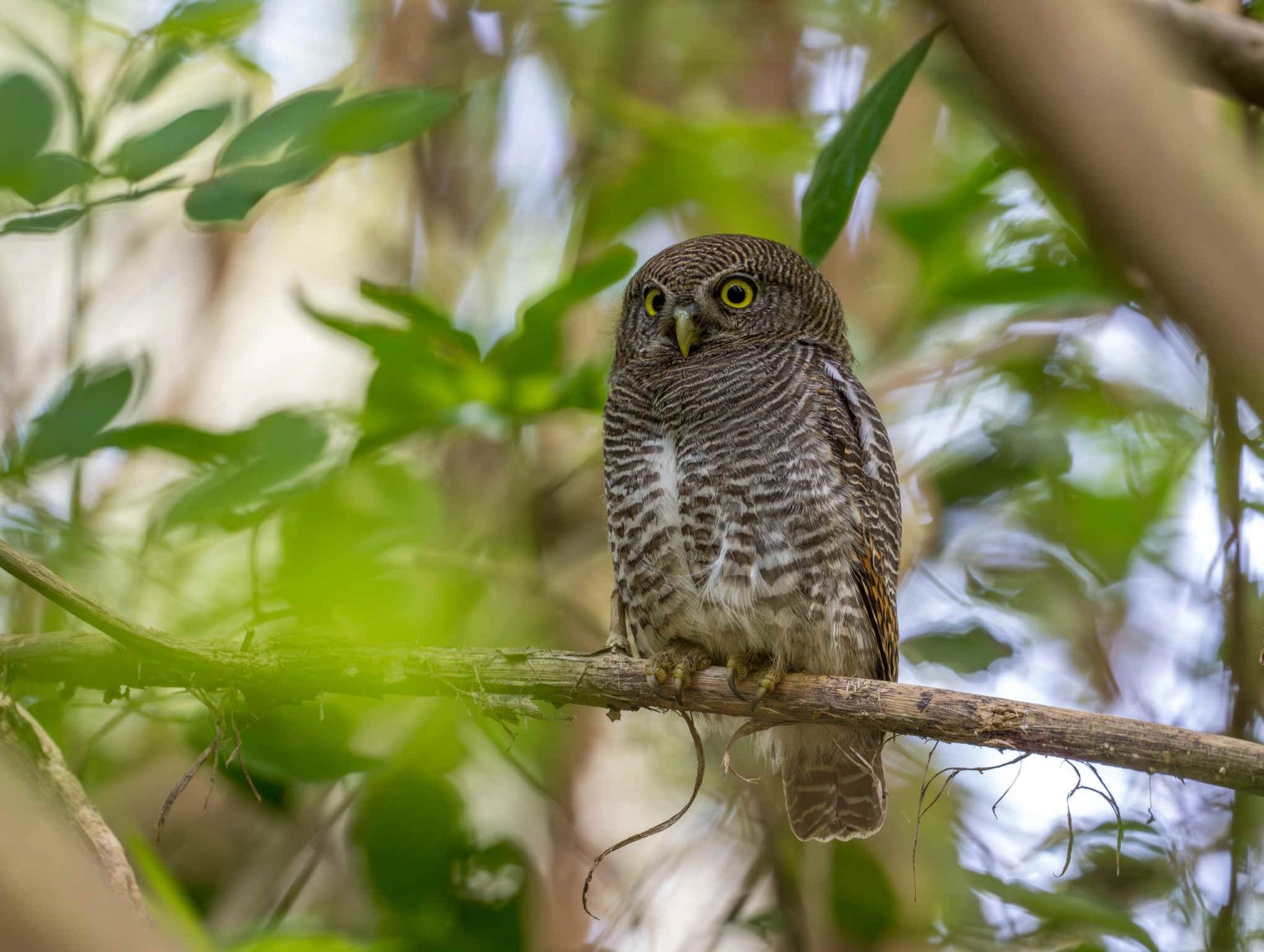 Birding the Tissamaharama area, Sri Lanka - 10,000 Birds