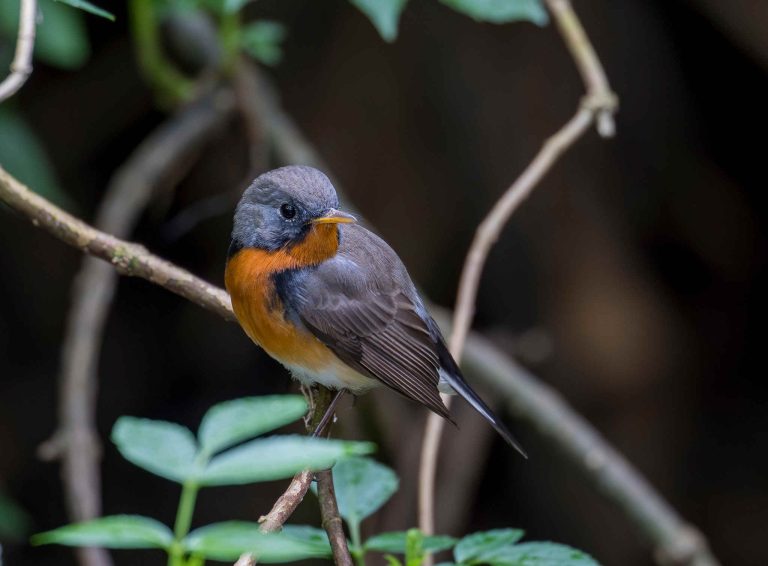 Birding Victoria Park / Nuwara Eliya, Sri Lanka - 10,000 Birds