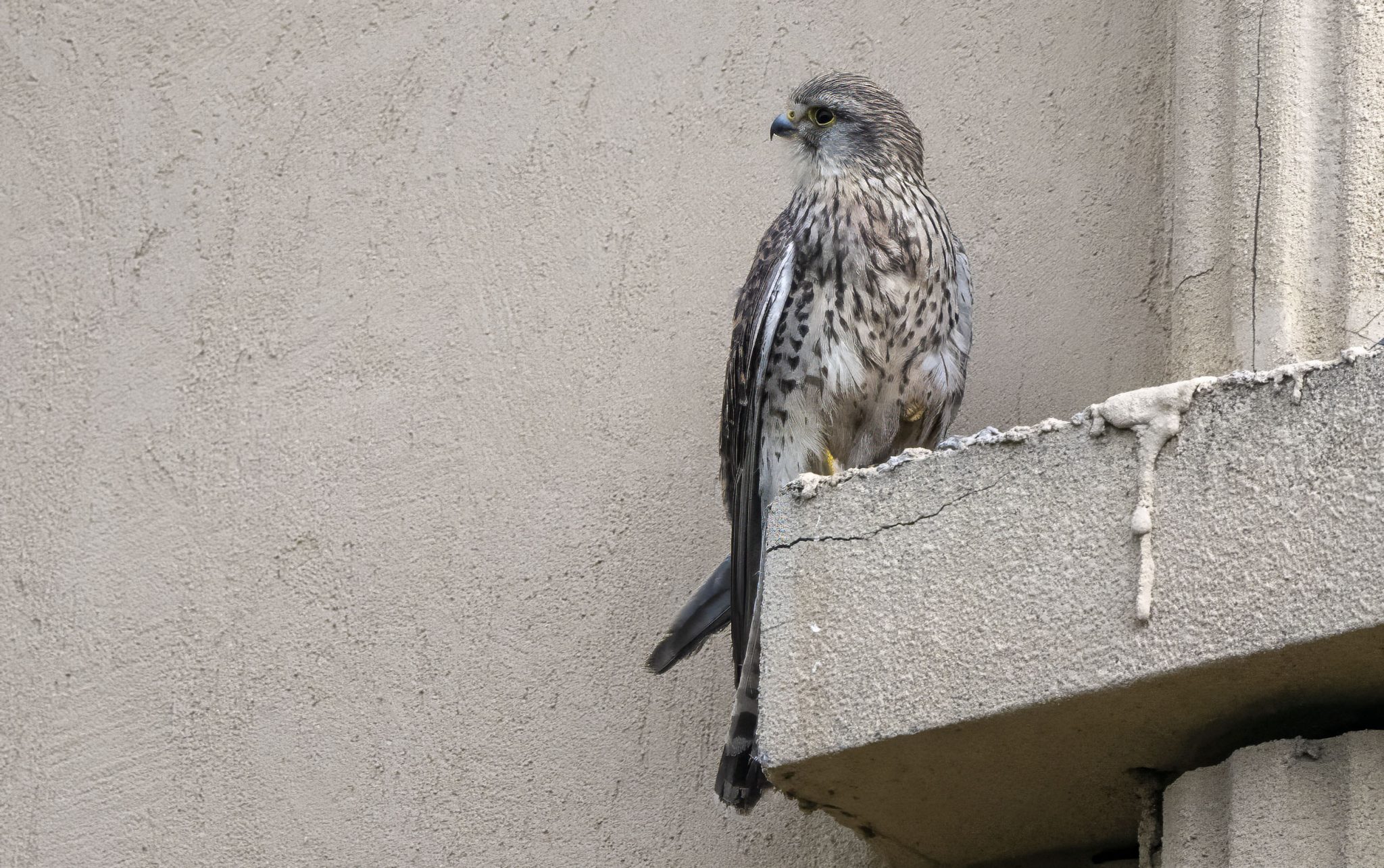 Three Photos: Urbanization! - 10,000 Birds