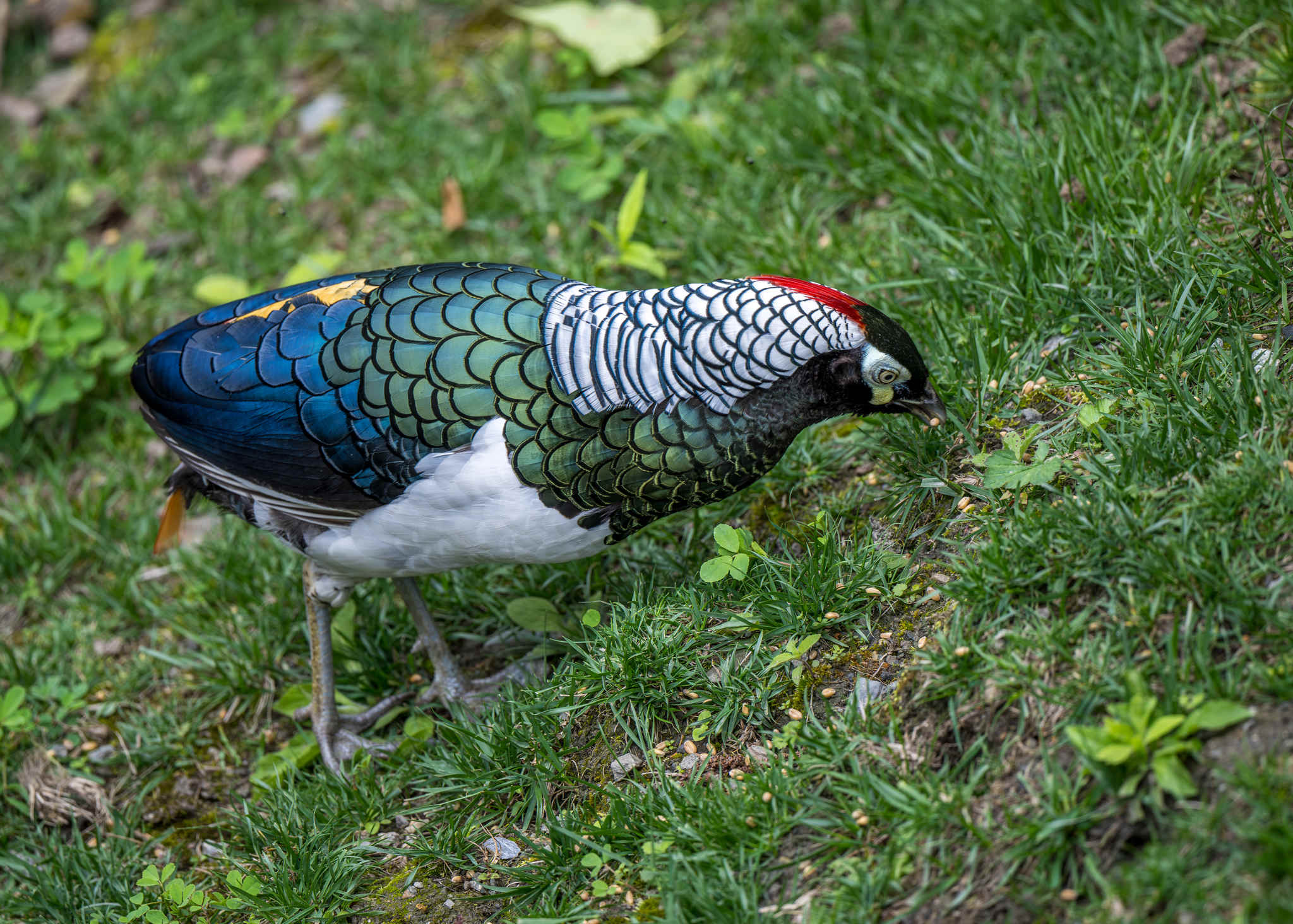 Species Spotlight: Lady Amherst’s Pheasant - 10,000 Birds