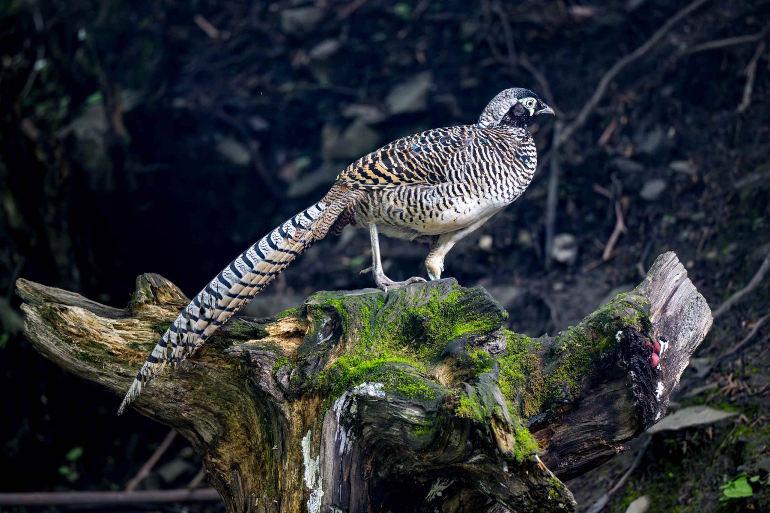 Species Spotlight: Lady Amherst’s Pheasant - 10,000 Birds