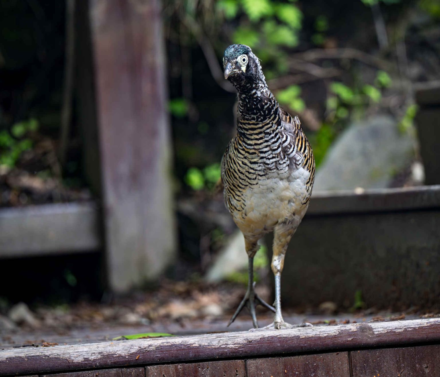 Species Spotlight: Lady Amherst’s Pheasant - 10,000 Birds
