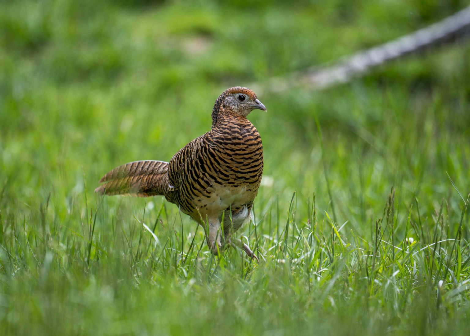 Species Spotlight: Lady Amherst’s Pheasant - 10,000 Birds
