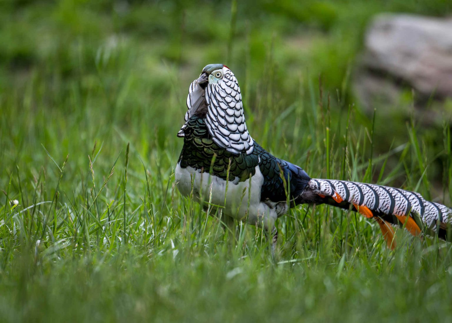 Species Spotlight: Lady Amherst’s Pheasant - 10,000 Birds