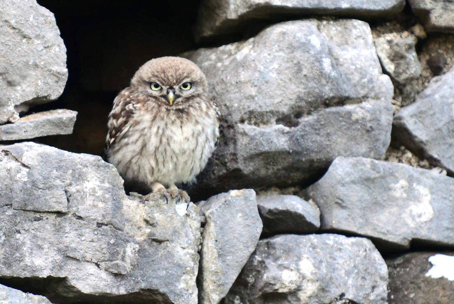 Three Photos: Urbanization! - 10,000 Birds