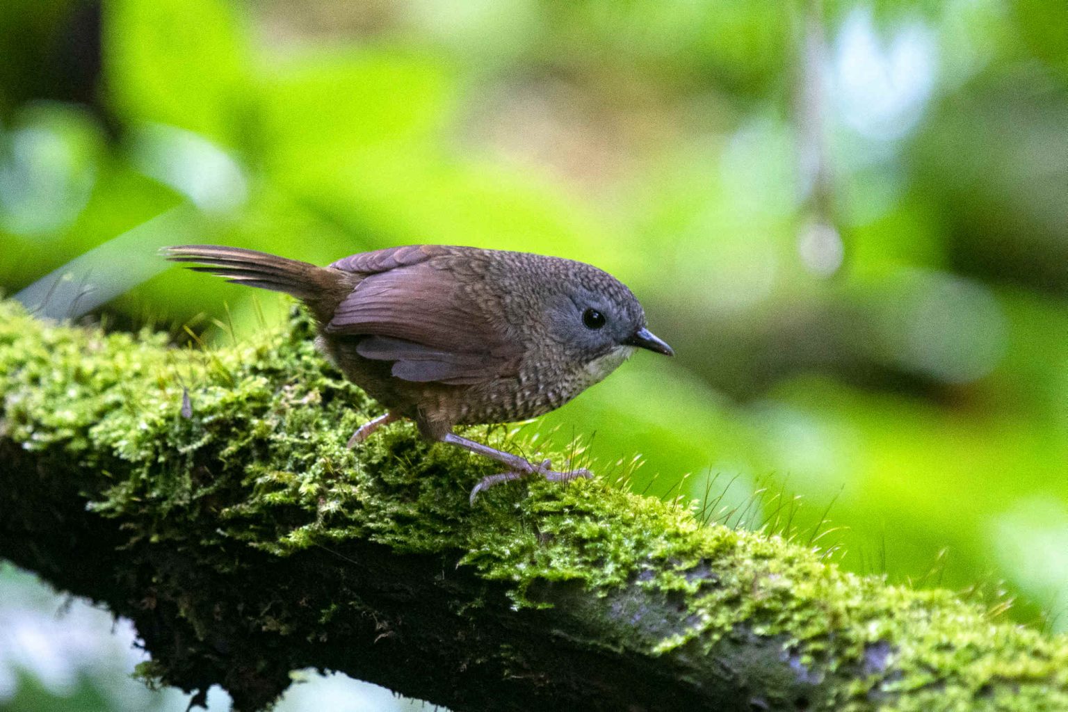 Bird Guides of the World: Rofikul Islam, India - 10,000 Birds