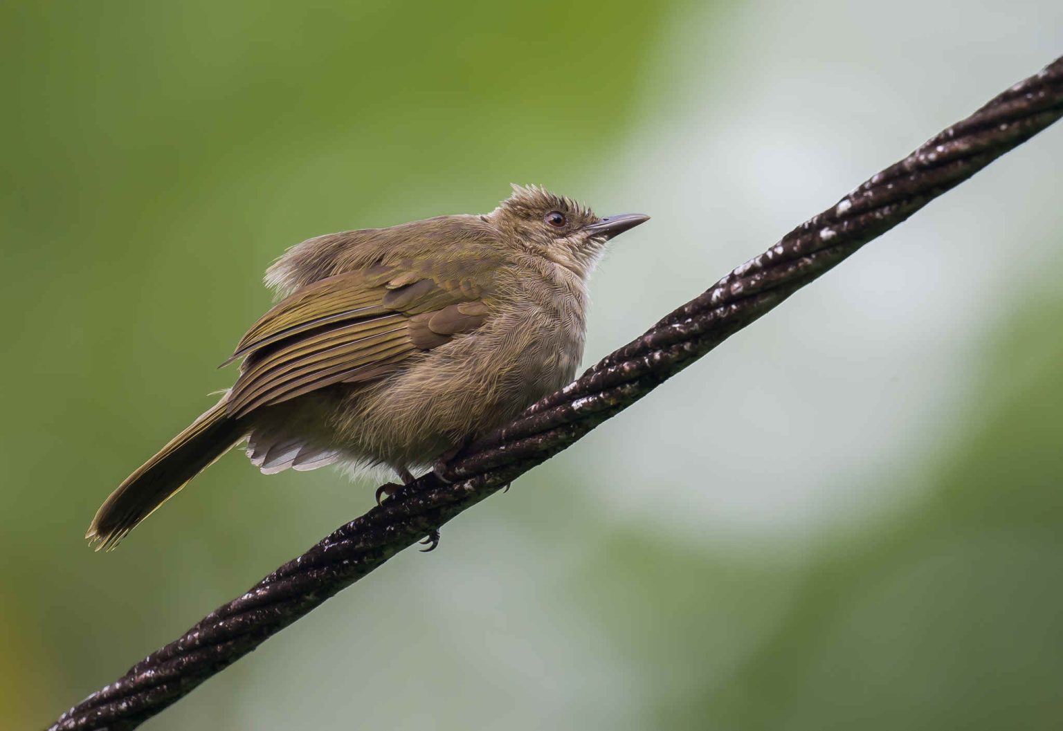 Three Photos: Winged Creatures - 10,000 Birds
