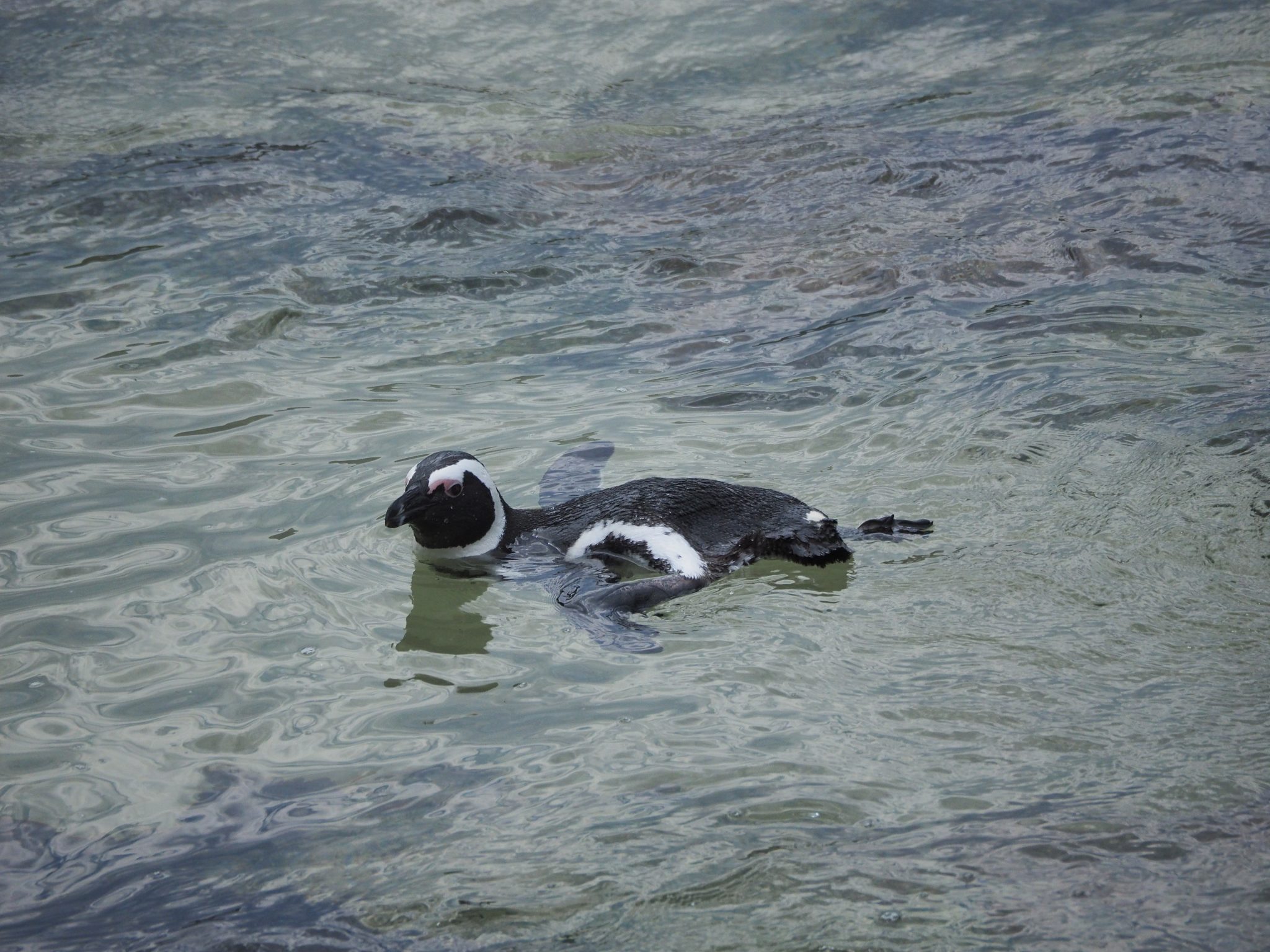 The sad case of the disappearing penguins - 10,000 Birds