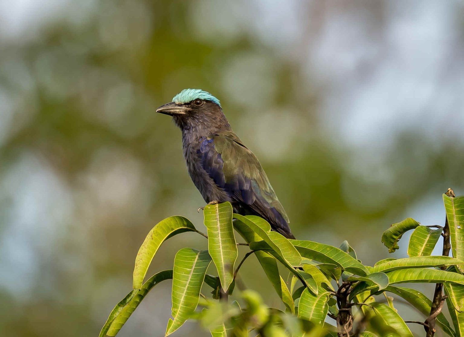 Three Photos: Winged Creatures - 10,000 Birds