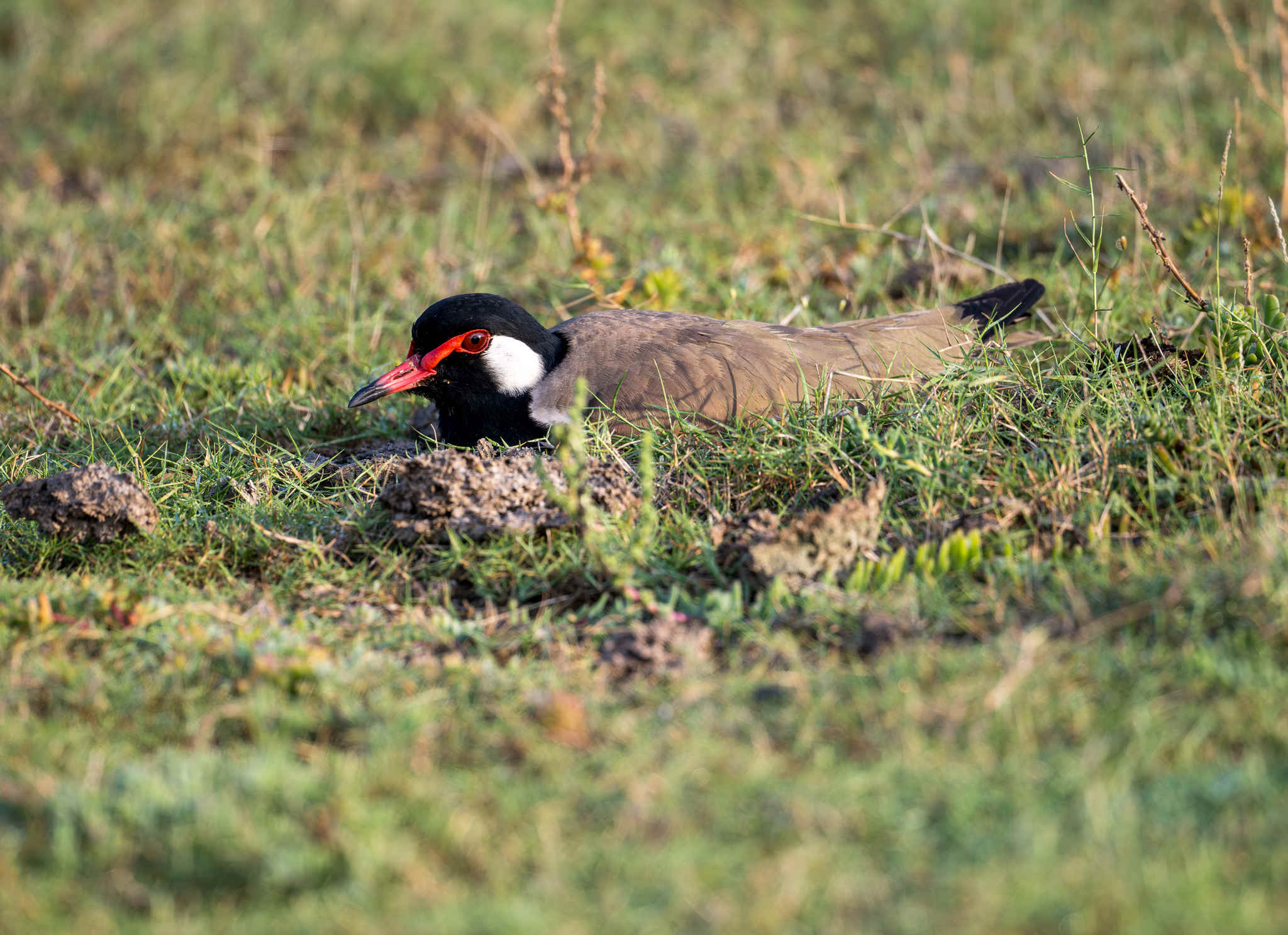 Birding Bundala NP, Sri Lanka - 10,000 Birds