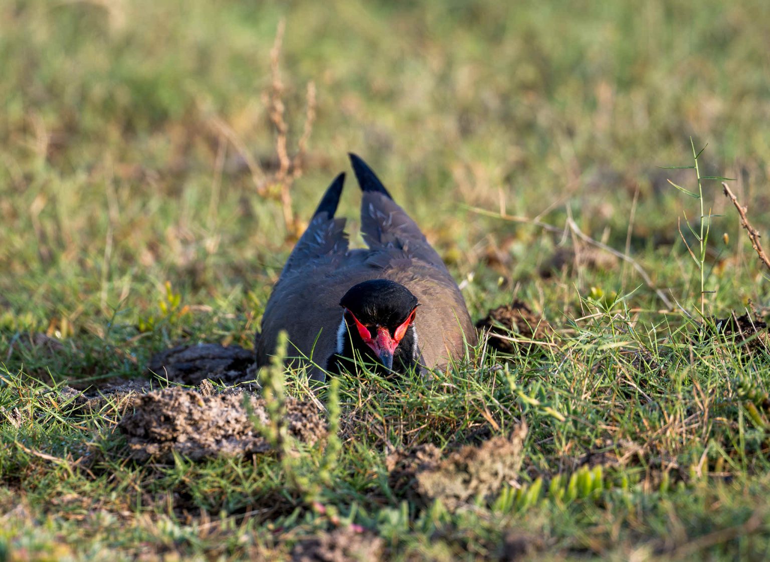 Birding Bundala NP, Sri Lanka - 10,000 Birds