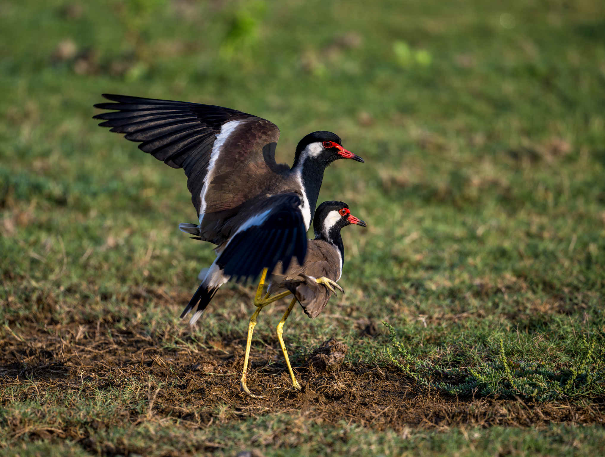 Birding Bundala NP, Sri Lanka - 10,000 Birds