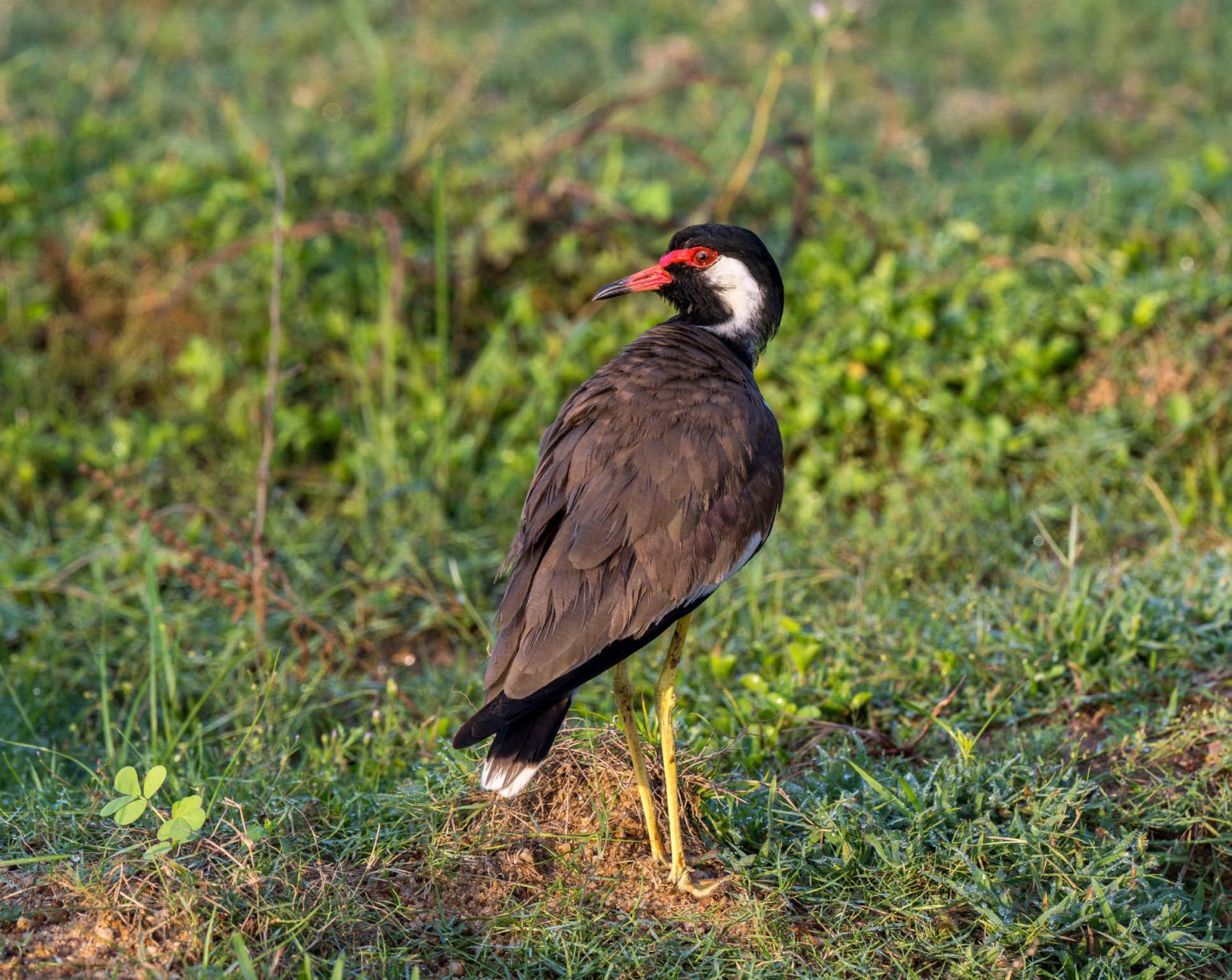 Birding Bundala NP, Sri Lanka - 10,000 Birds