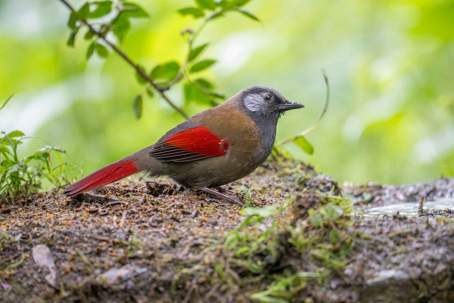Three Photos: Winged Creatures - 10,000 Birds