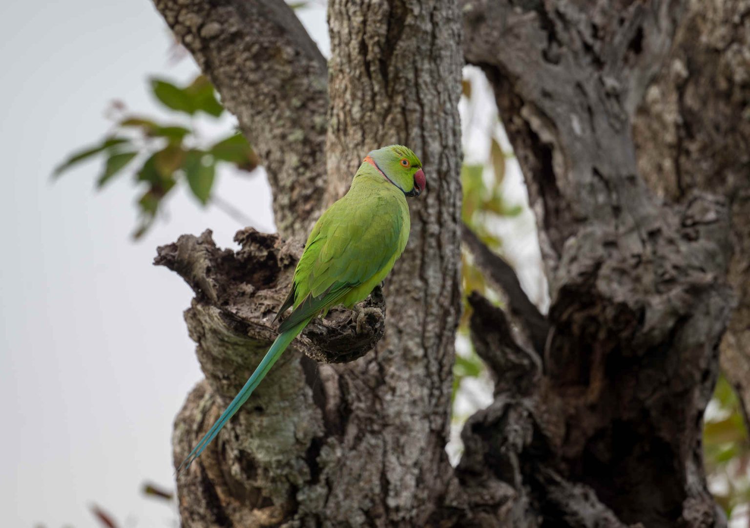 Species Spotlight: Rose-ringed Parakeet - 10,000 Birds