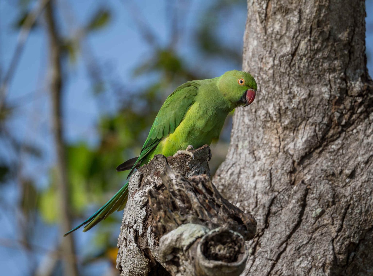 Species Spotlight: Rose-ringed Parakeet - 10,000 Birds