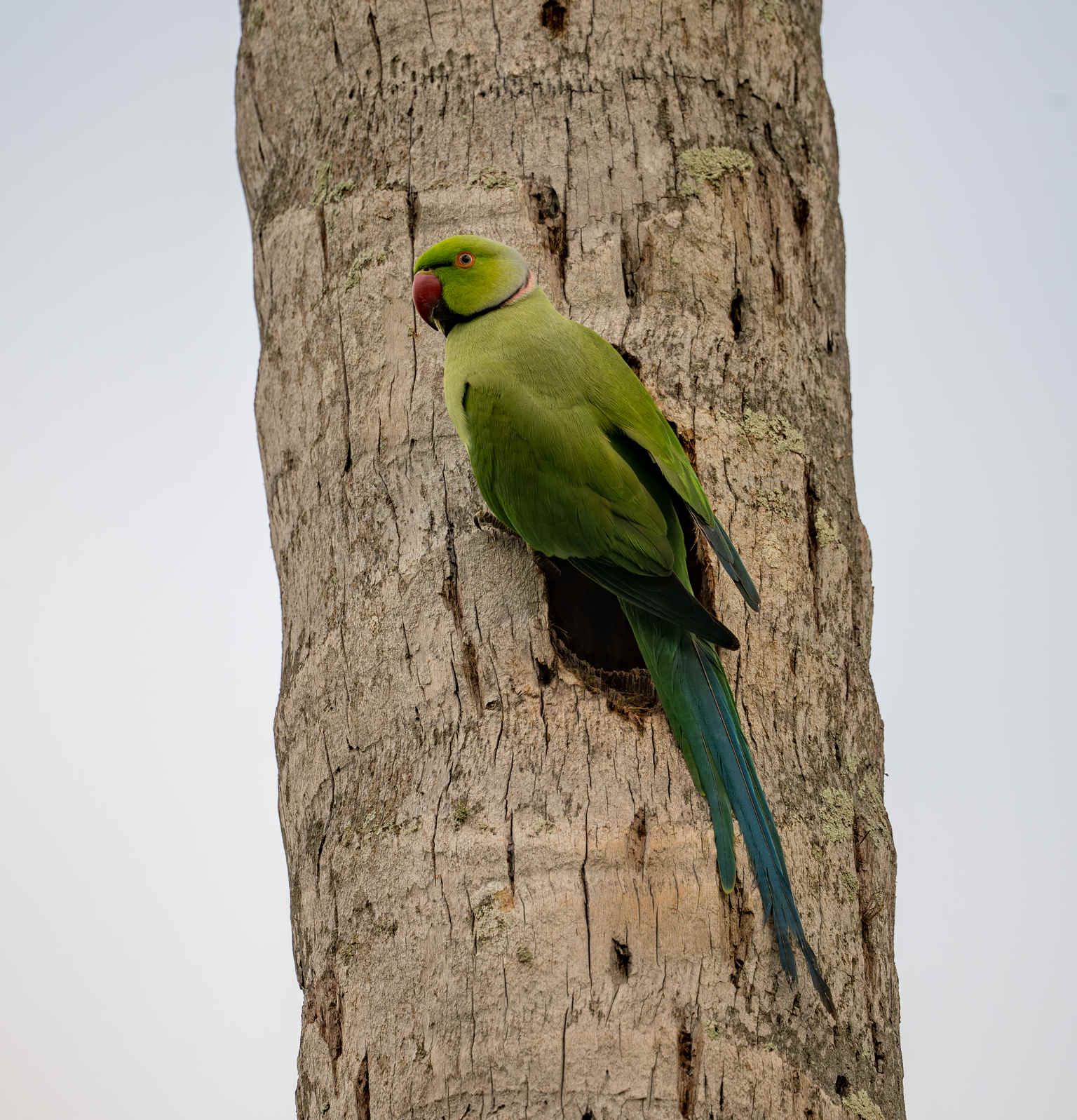 Species Spotlight: Rose-ringed Parakeet - 10,000 Birds