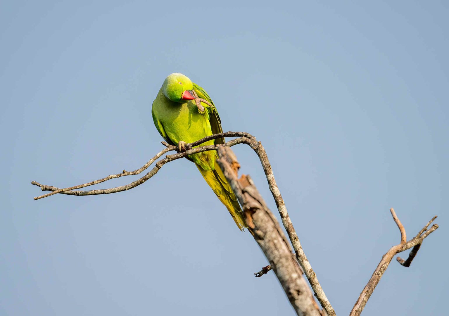 Species Spotlight: Rose-ringed Parakeet - 10,000 Birds