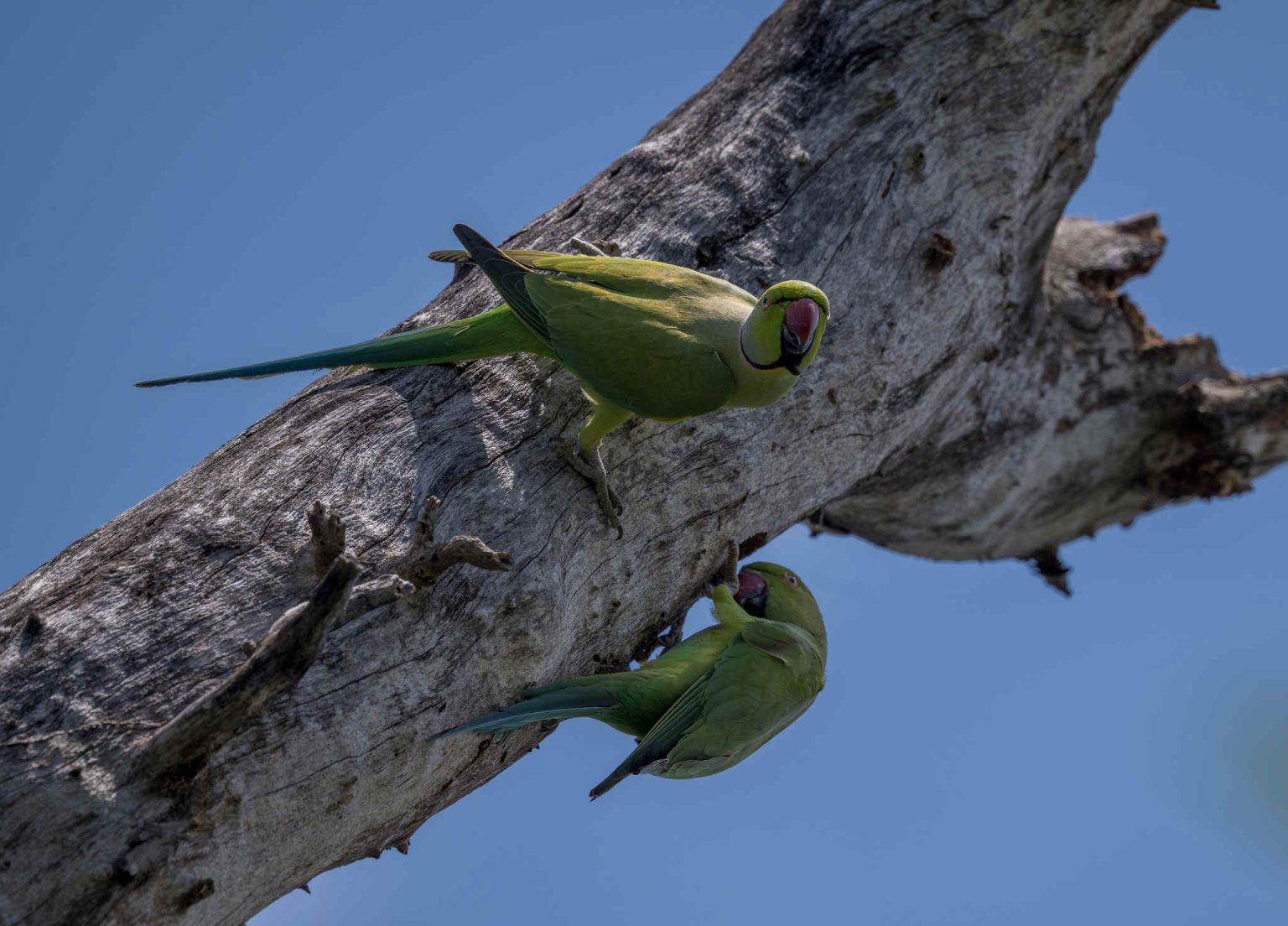 Species Spotlight: Rose-ringed Parakeet - 10,000 Birds