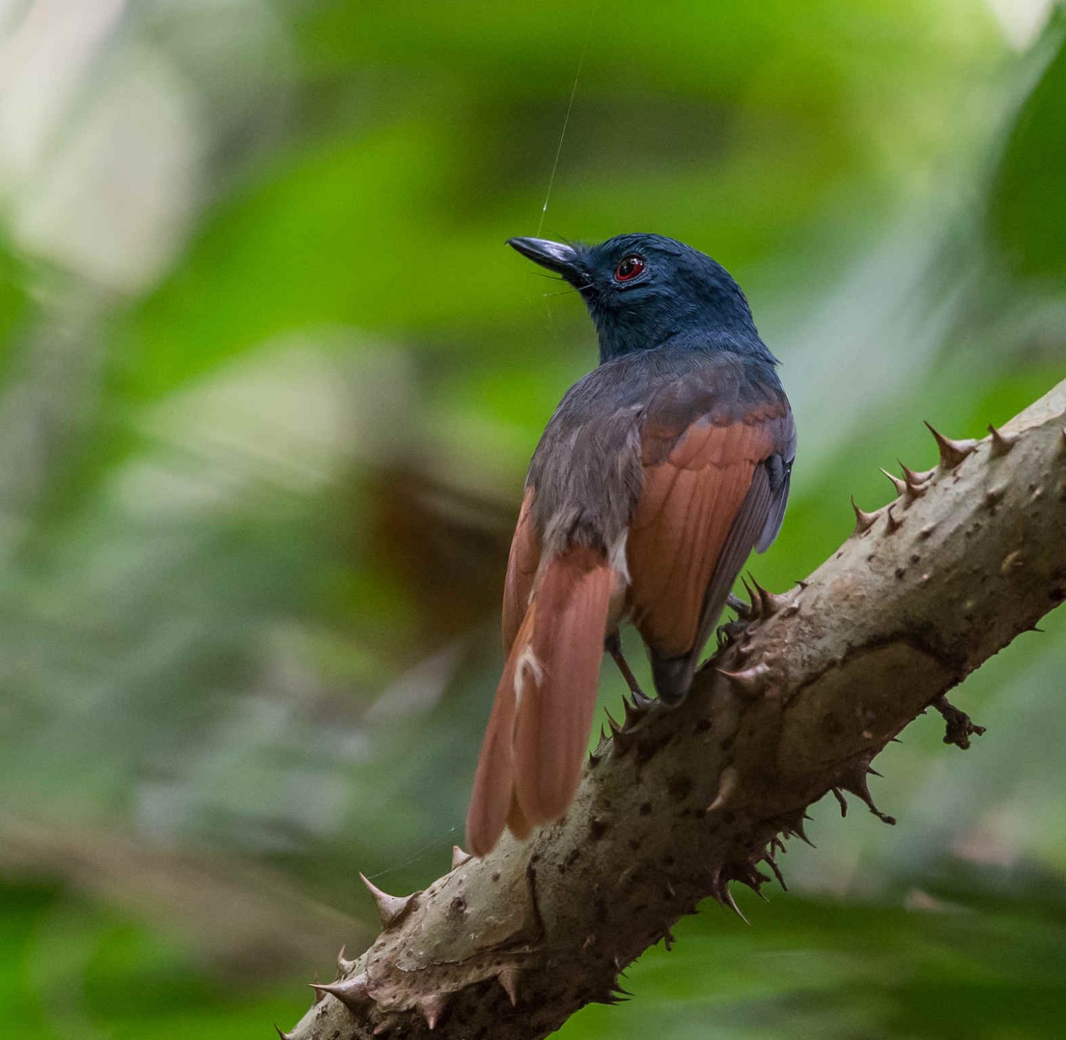 Three Photos: Winged Creatures - 10,000 Birds