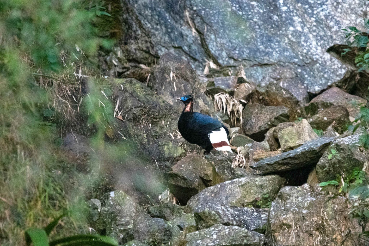 Bird Guides of the World: Rofikul Islam, India - 10,000 Birds
