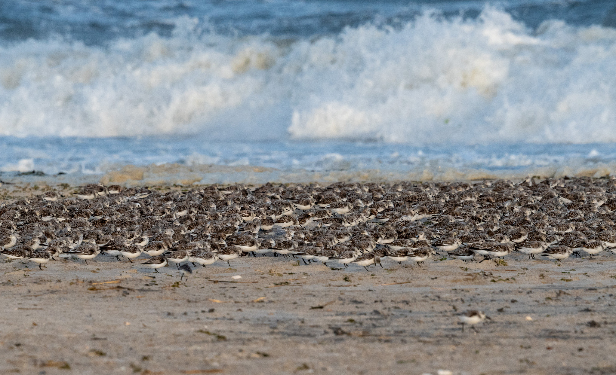 Hannah and Erik Go Birding; Briefly Birding on Long Island - 10,000 Birds
