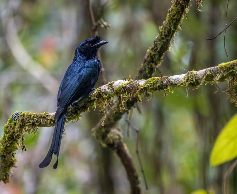 Looking for Rare Endemics at Sinharaja Forest Reserve in Sri Lanka ...