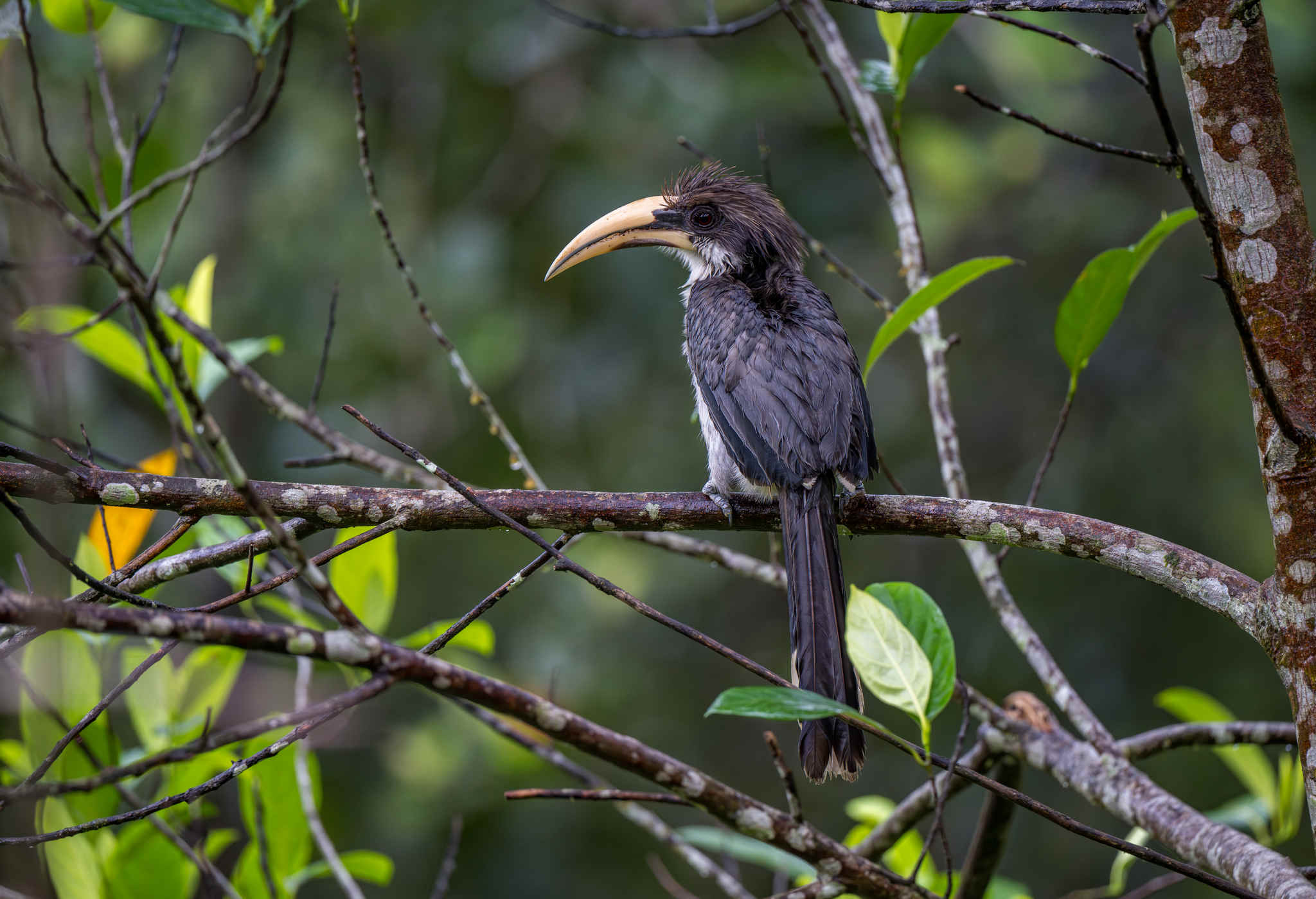 Species Spotlight: Sri Lanka Grey Hornbill - 10,000 Birds