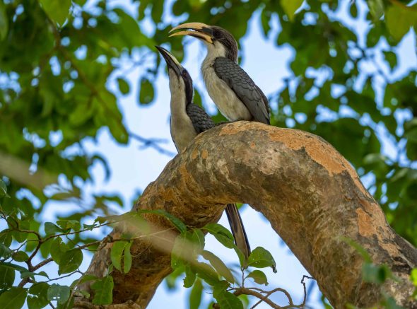 Species Spotlight: Sri Lanka Grey Hornbill - 10,000 Birds