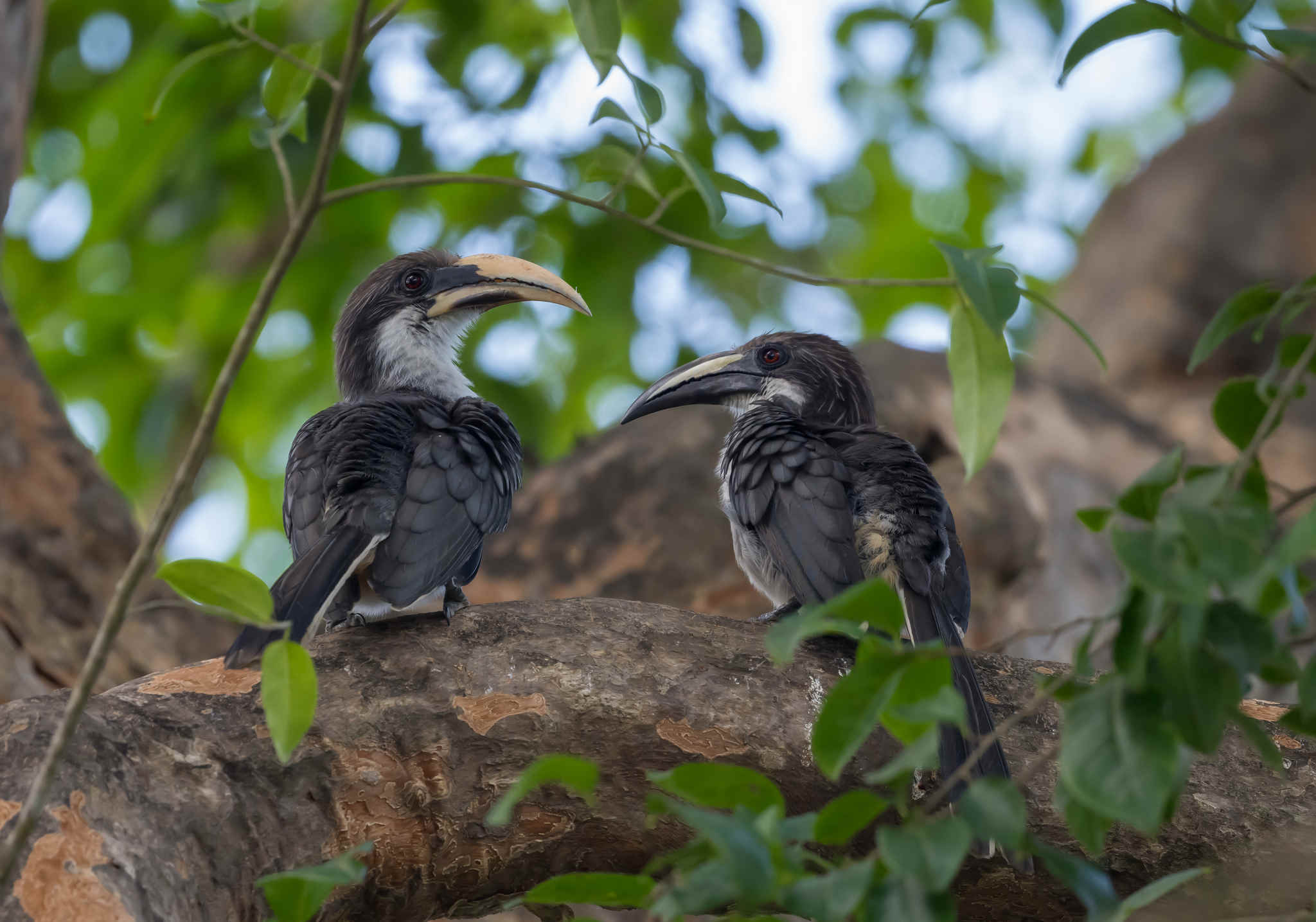 Species Spotlight: Sri Lanka Grey Hornbill - 10,000 Birds