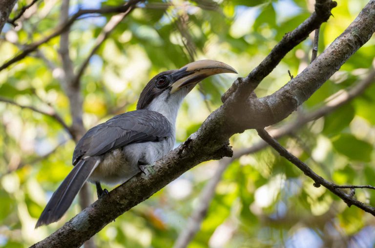 Species Spotlight: Sri Lanka Grey Hornbill - 10,000 Birds