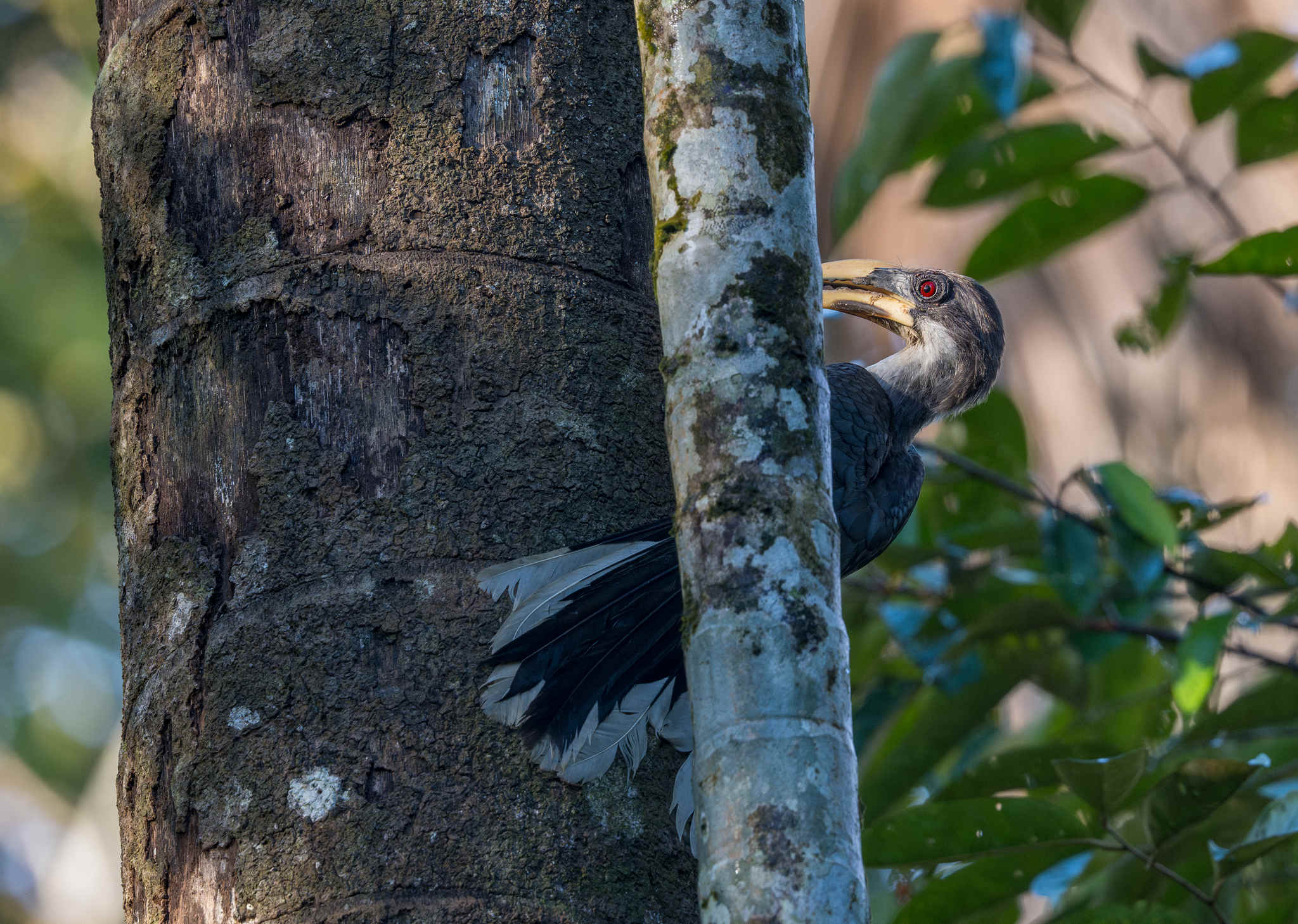 Species Spotlight: Sri Lanka Grey Hornbill - 10,000 Birds