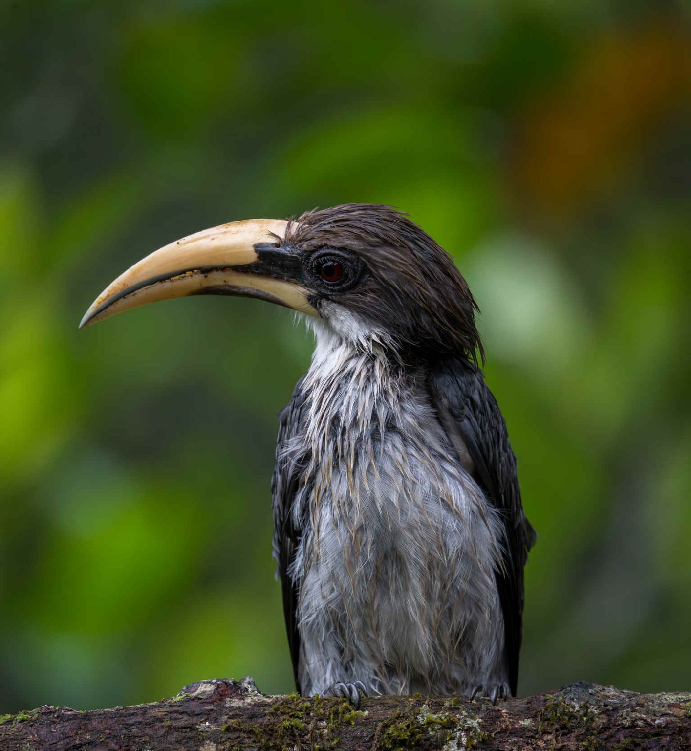 Species Spotlight: Sri Lanka Grey Hornbill - 10,000 Birds